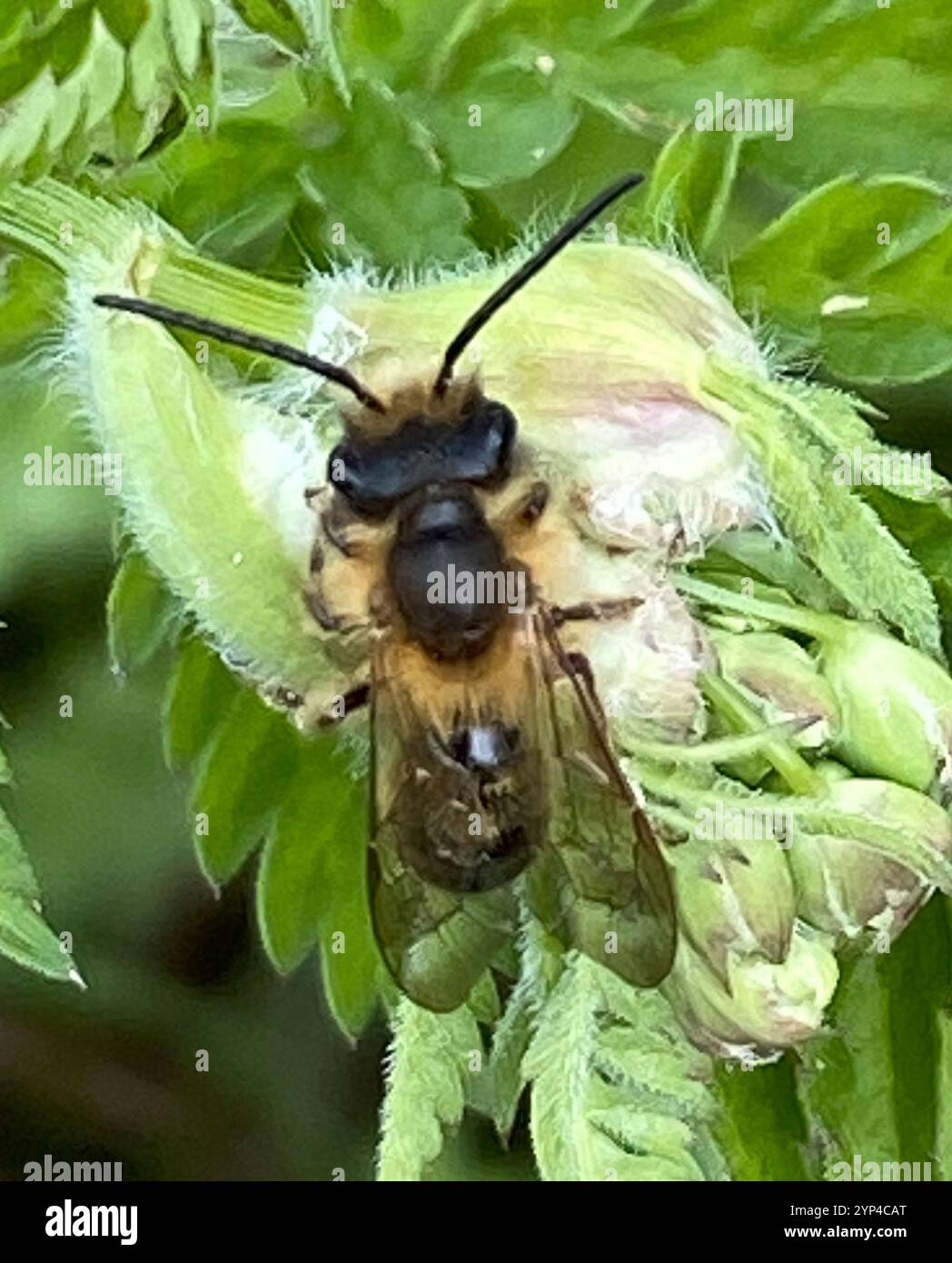 Mining Bees (Andrena Stock Photo - Alamy