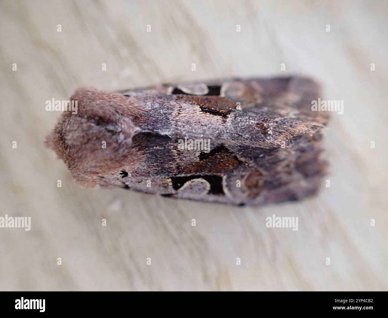 Hebrew Character (Orthosia gothica Stock Photo - Alamy