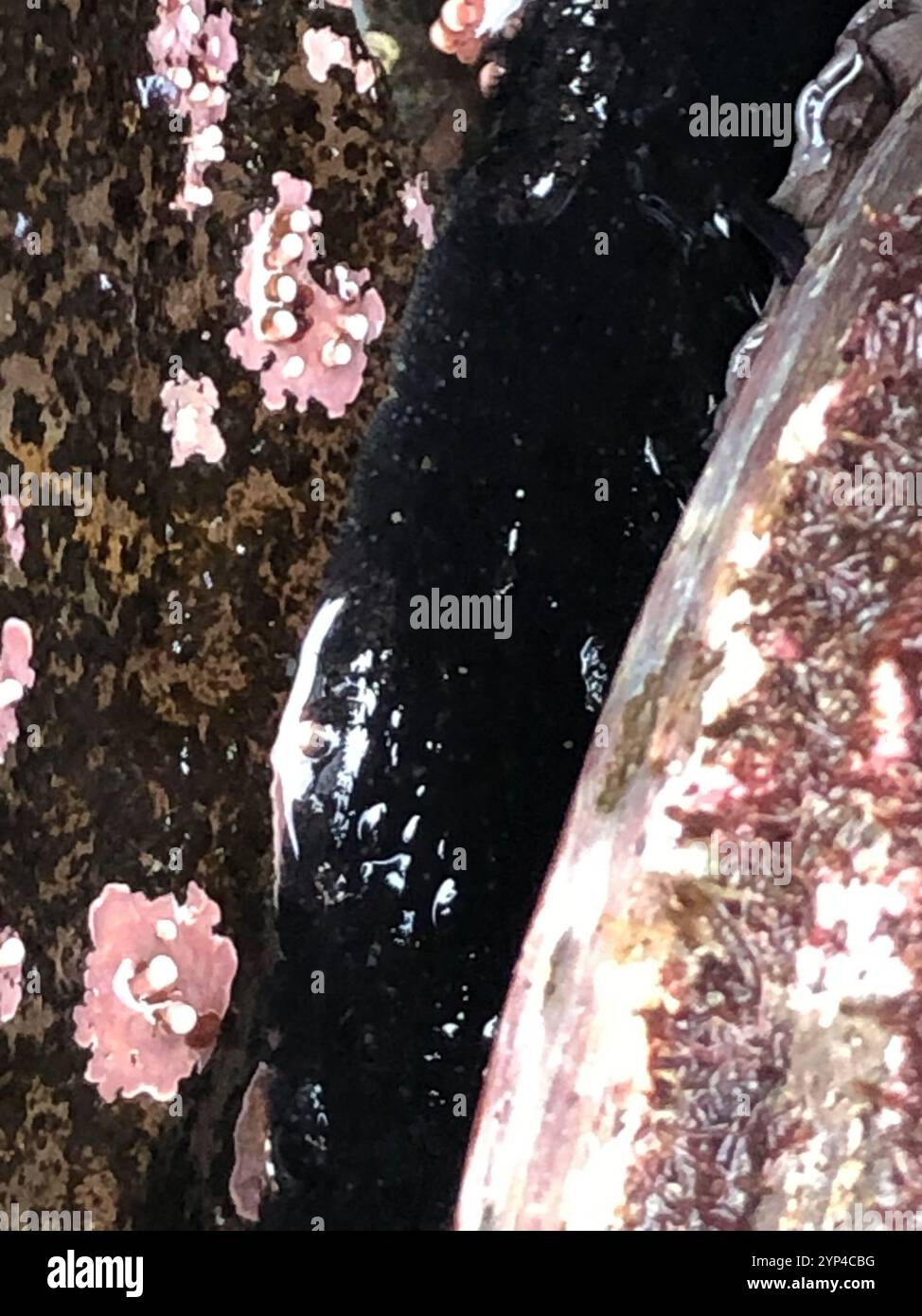 Red Abalone (Haliotis rufescens Stock Photo - Alamy