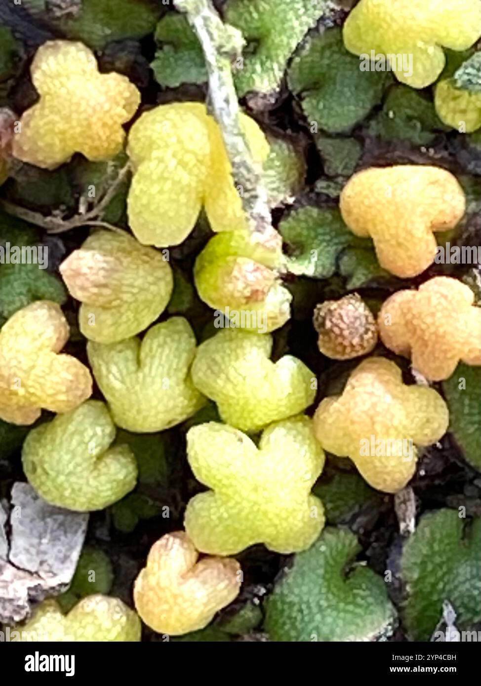 California asterella (Asterella californica Stock Photo - Alamy