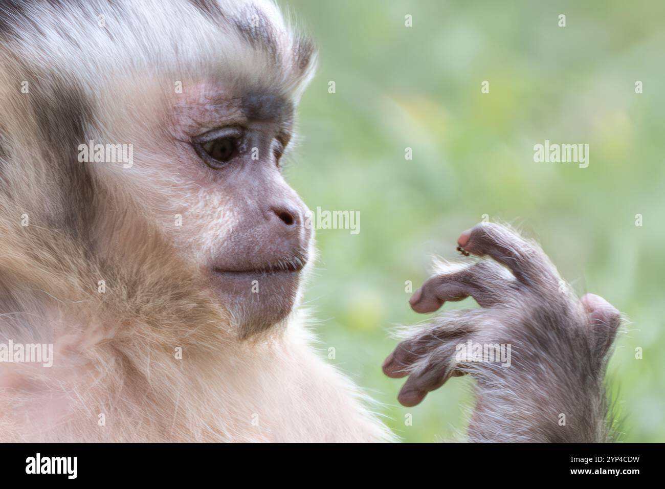 A young capuchin monkey looks at an ant on its finger Stock Photo - Alamy