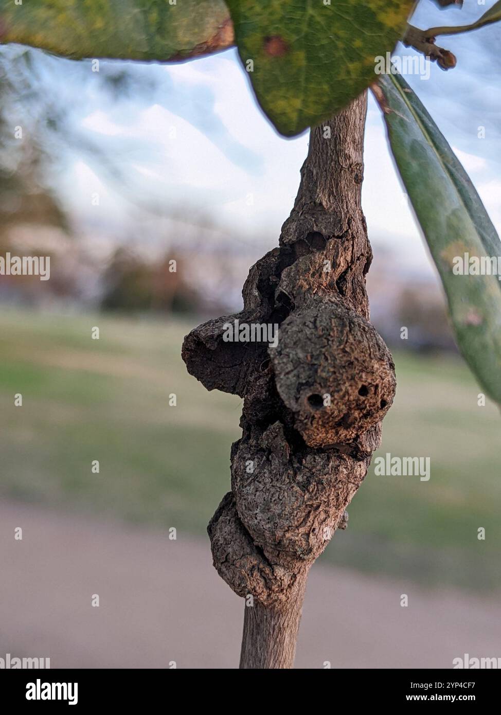 Southern Live Oak Stem Gall Wasp (Callirhytis quercusbatatoides Stock ...