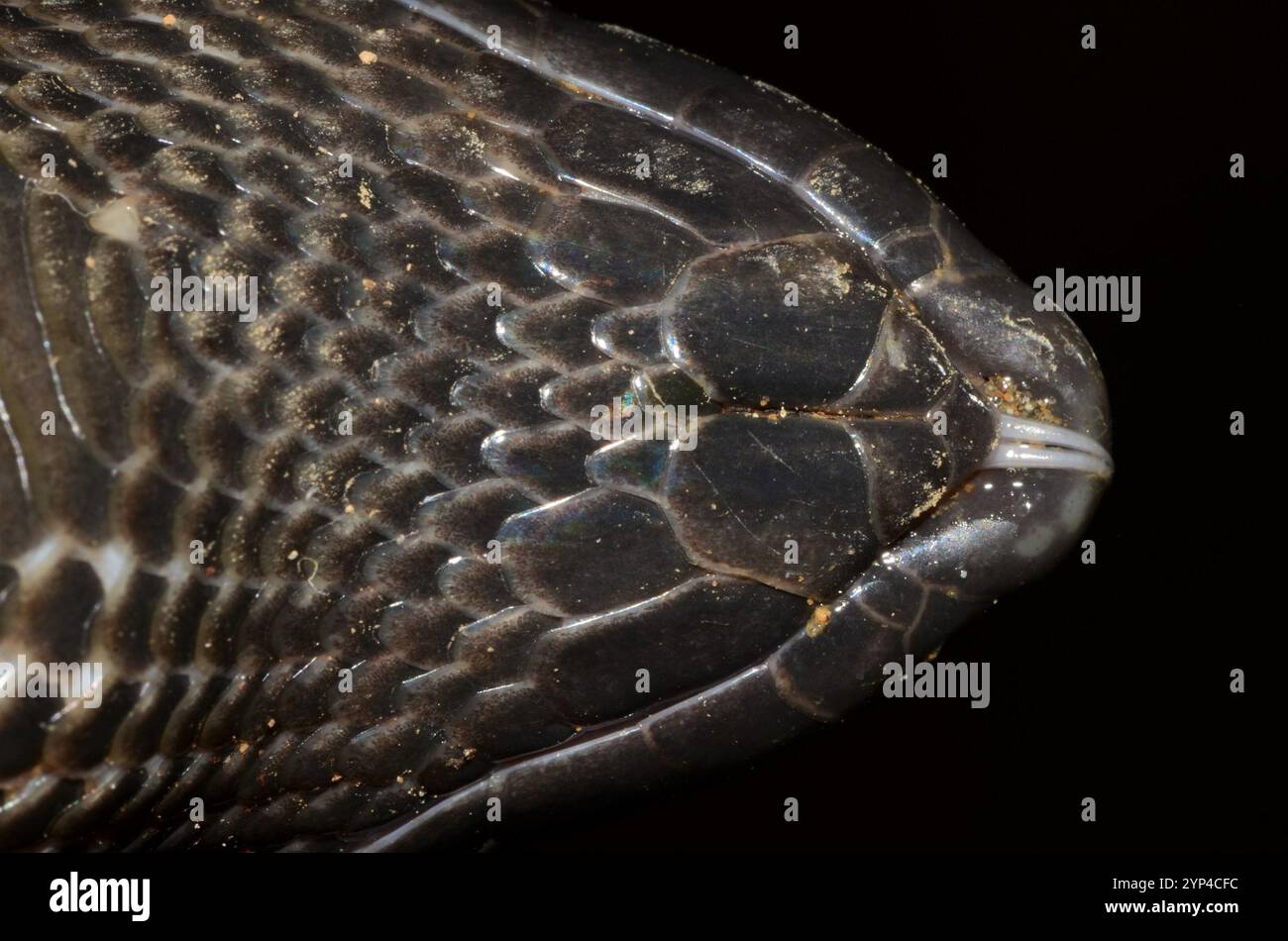 Fat Burrowing Asp (Atractaspis corpulenta Stock Photo - Alamy