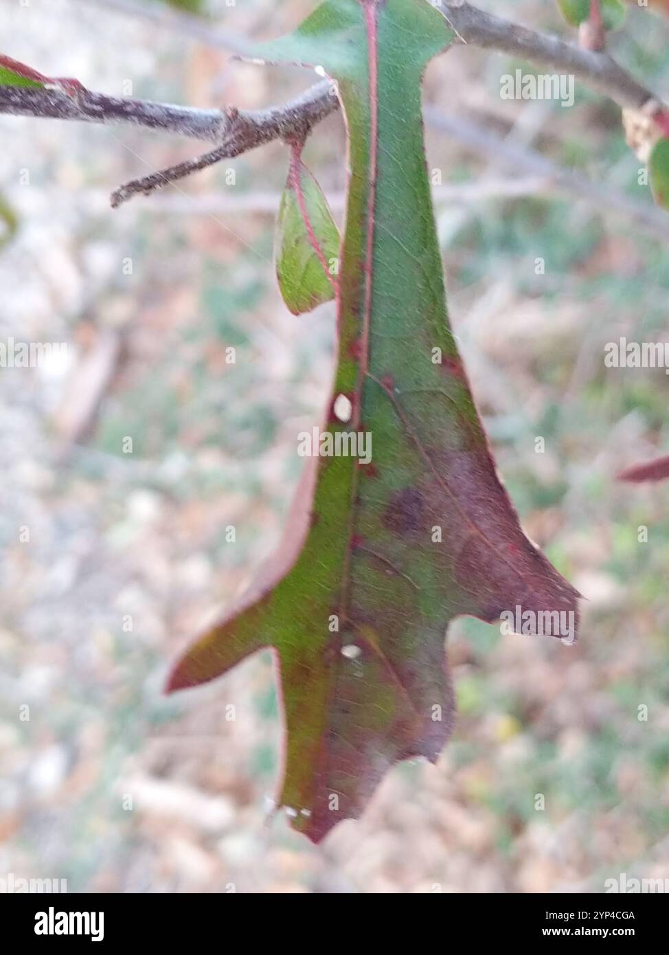 water oak (Quercus nigra Stock Photo - Alamy