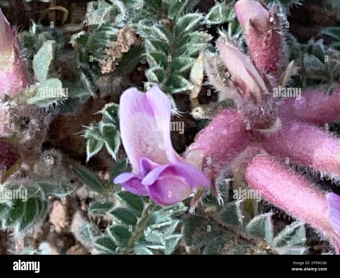 Woolly Locoweed (Astragalus mollissimus Stock Photo - Alamy