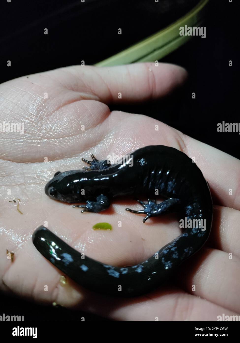 Unisexual Mole Salamander (Ambystoma unisexual Stock Photo - Alamy