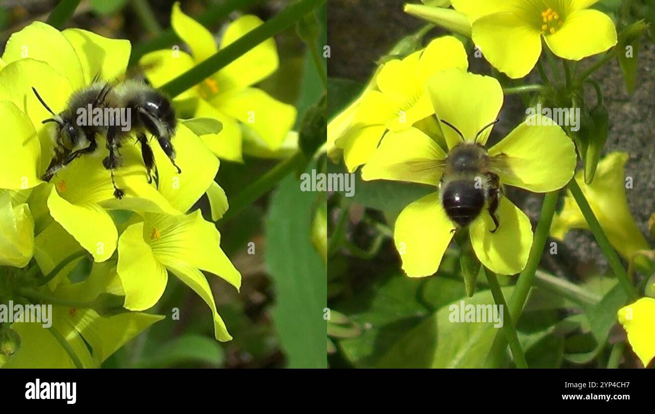 Anthophora dispar hi-res stock photography and images - Alamy