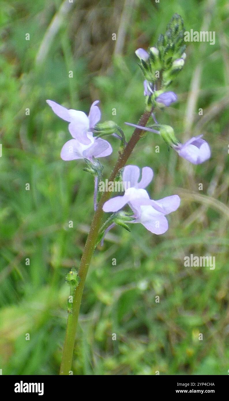 blue toadflax (Nuttallanthus canadensis Stock Photo - Alamy
