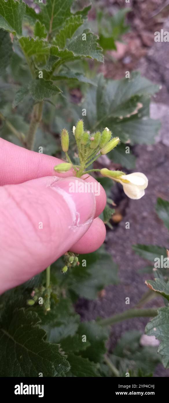 Mediterranean Radish (Raphanus raphanistrum landra Stock Photo - Alamy