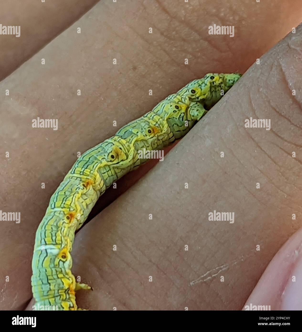 Woolly Gray Moth (Lycia ypsilon Stock Photo - Alamy