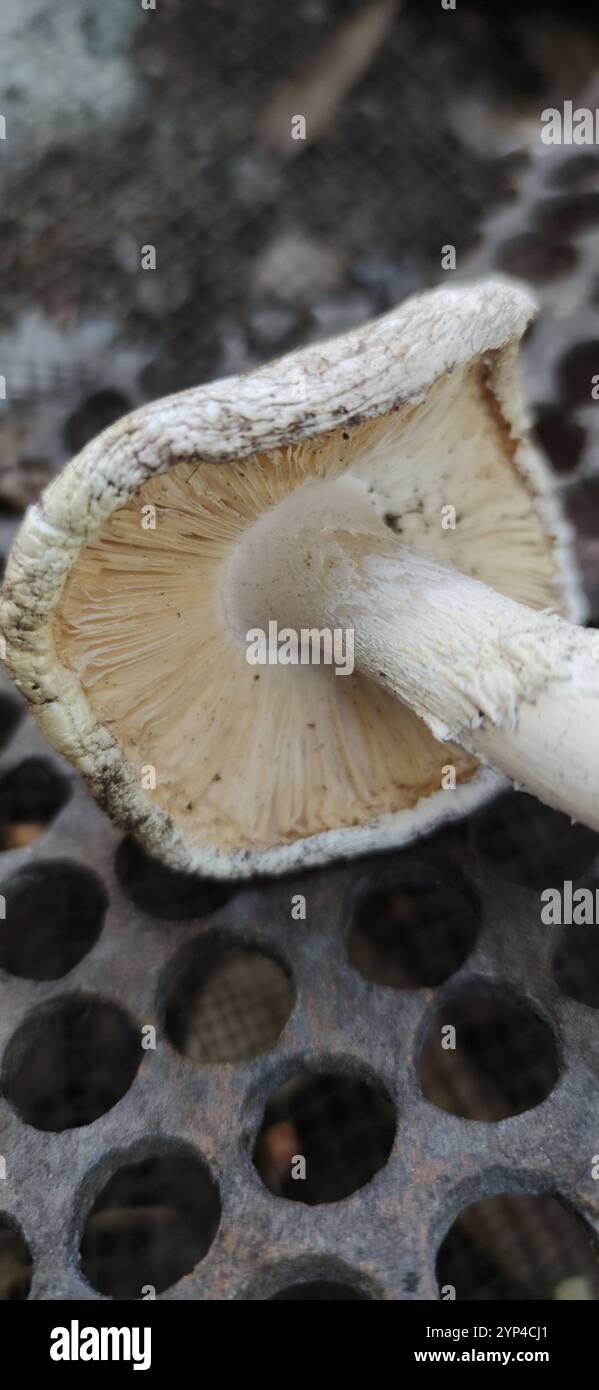 Western Destroying Angel (Amanita ocreata Stock Photo - Alamy