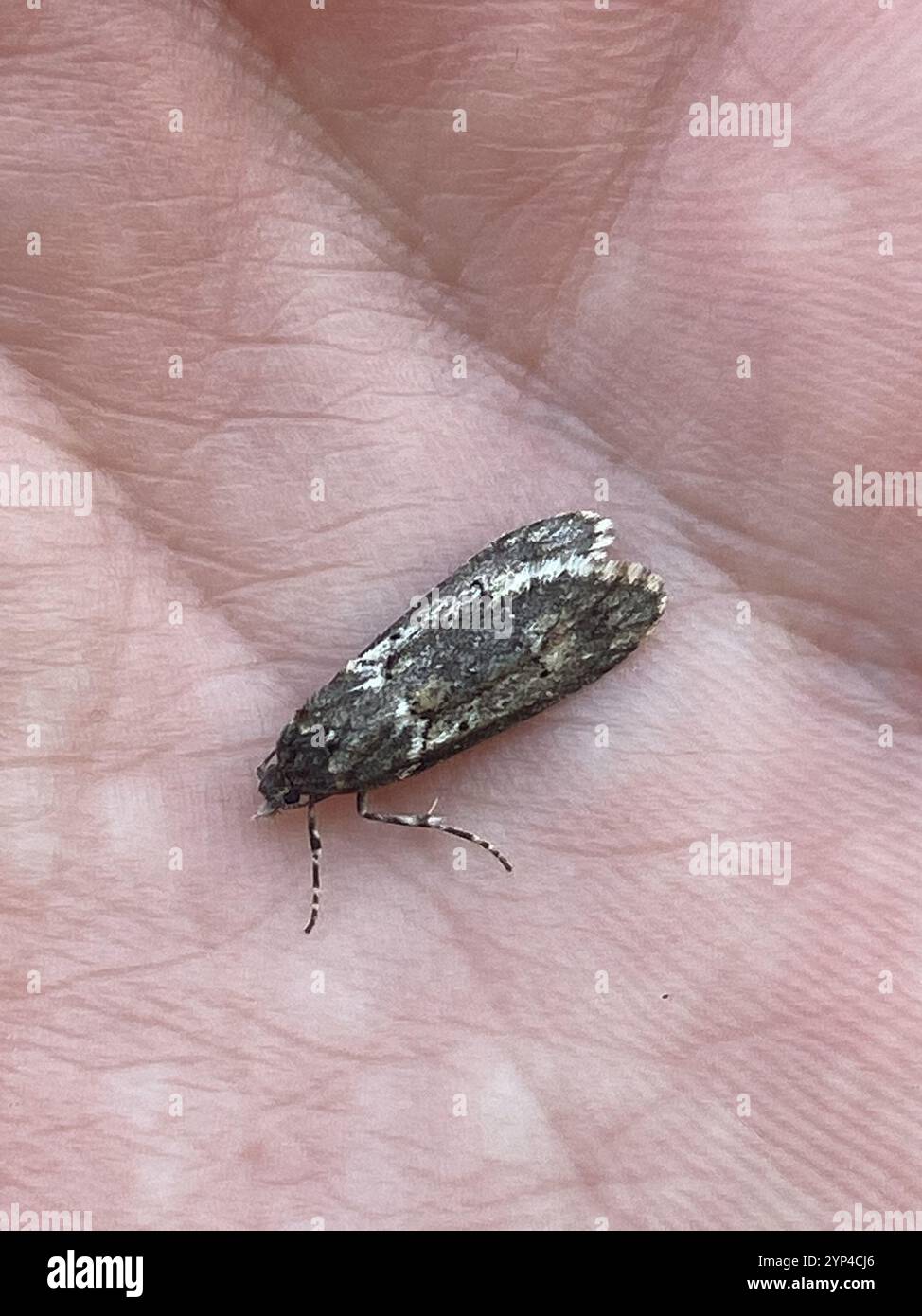 March Tubic (Diurnea fagella Stock Photo - Alamy