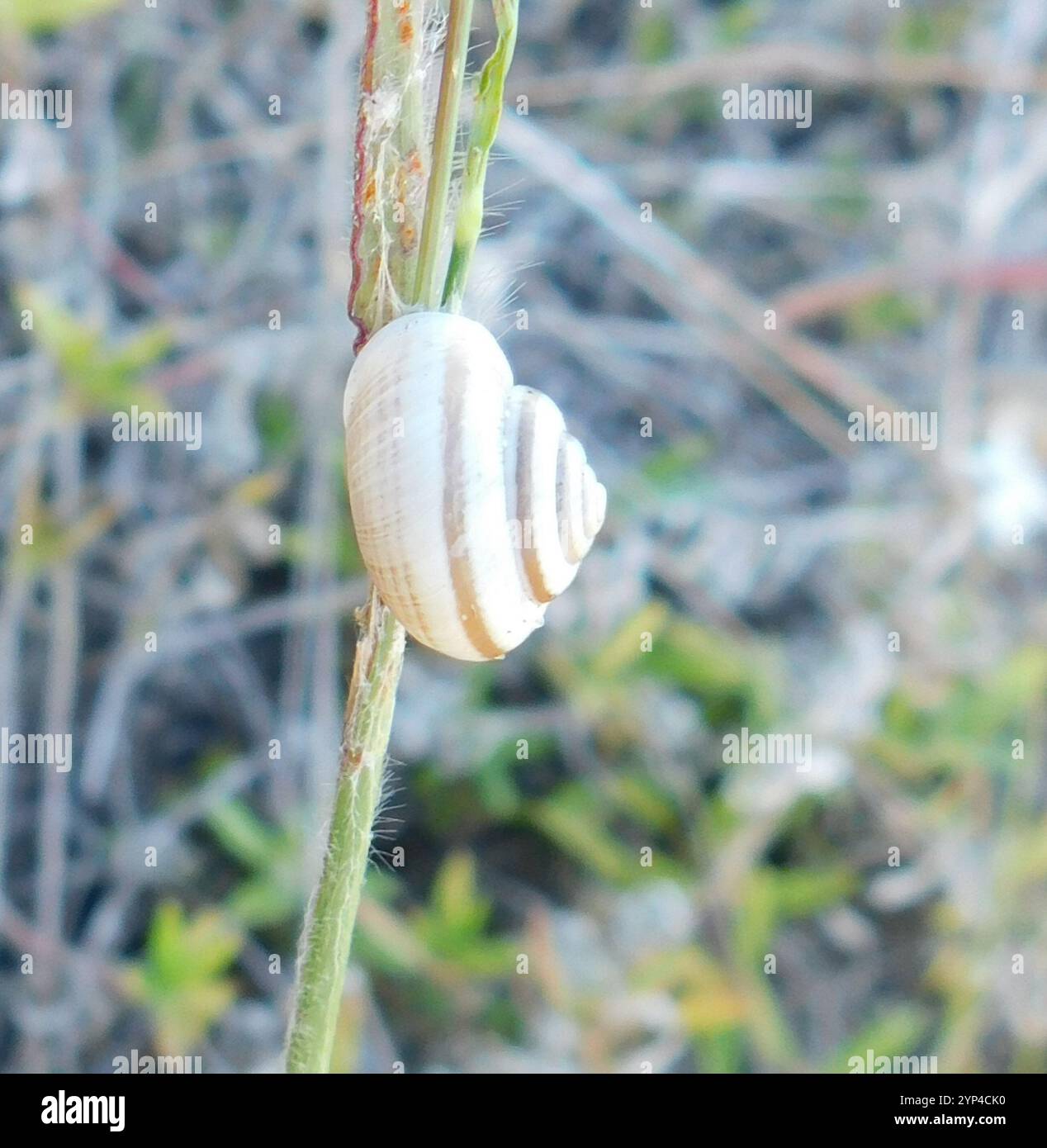 Peripatetic hi-res stock photography and images - Alamy