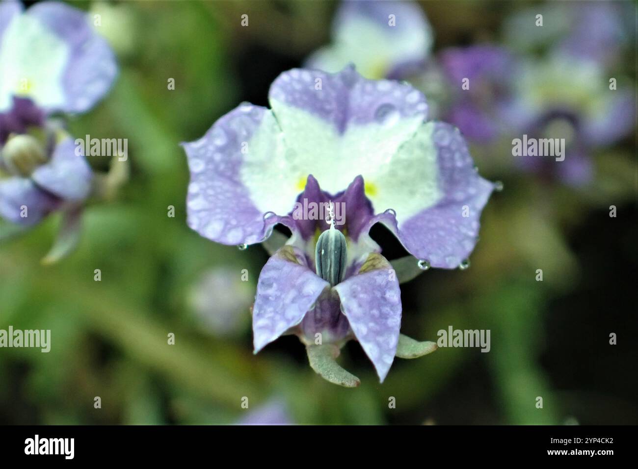 Doublehorn Calicoflower (Downingia bicornuta Stock Photo - Alamy