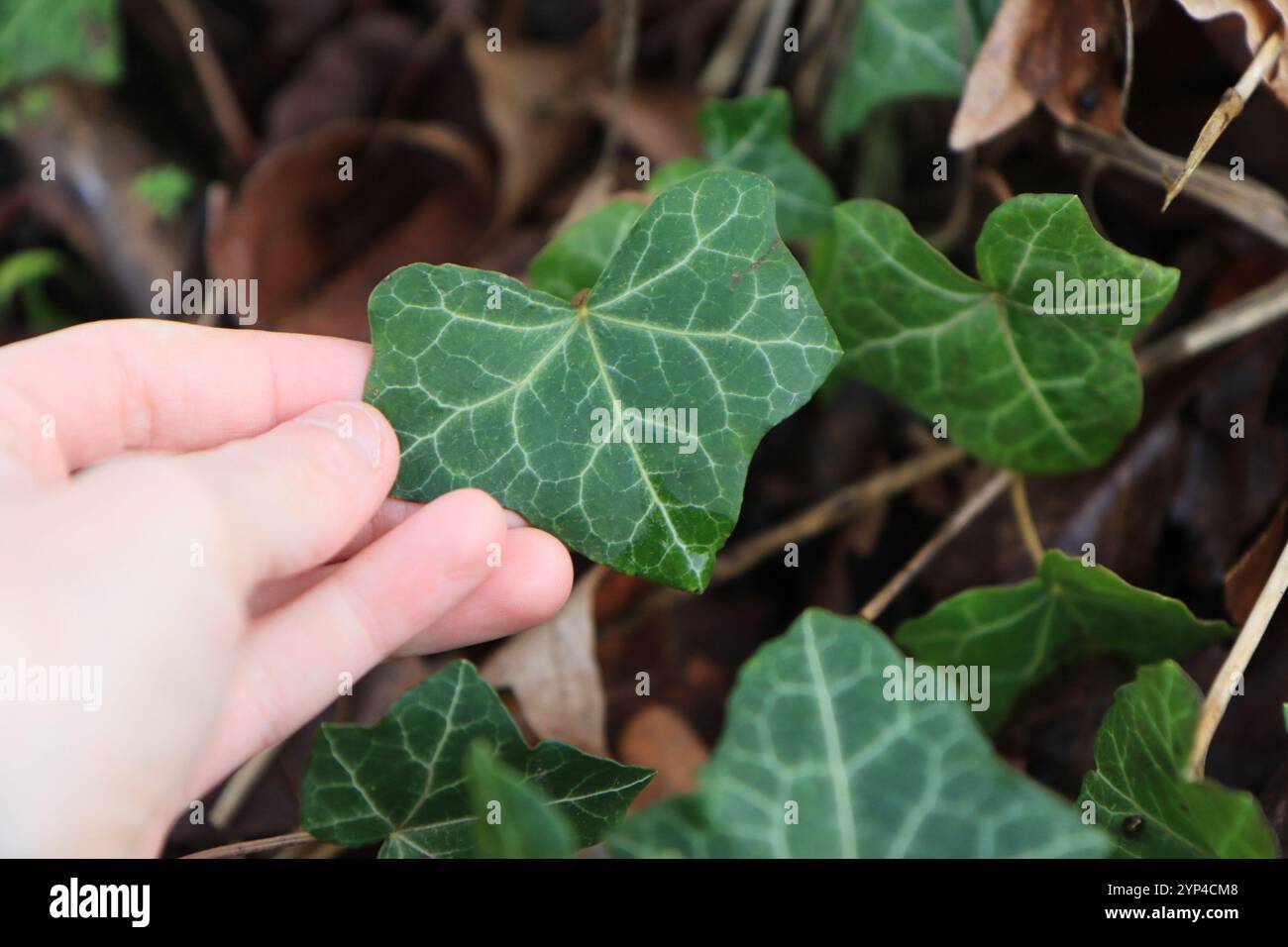 Atlantic Ivy (Hedera hibernica Stock Photo - Alamy