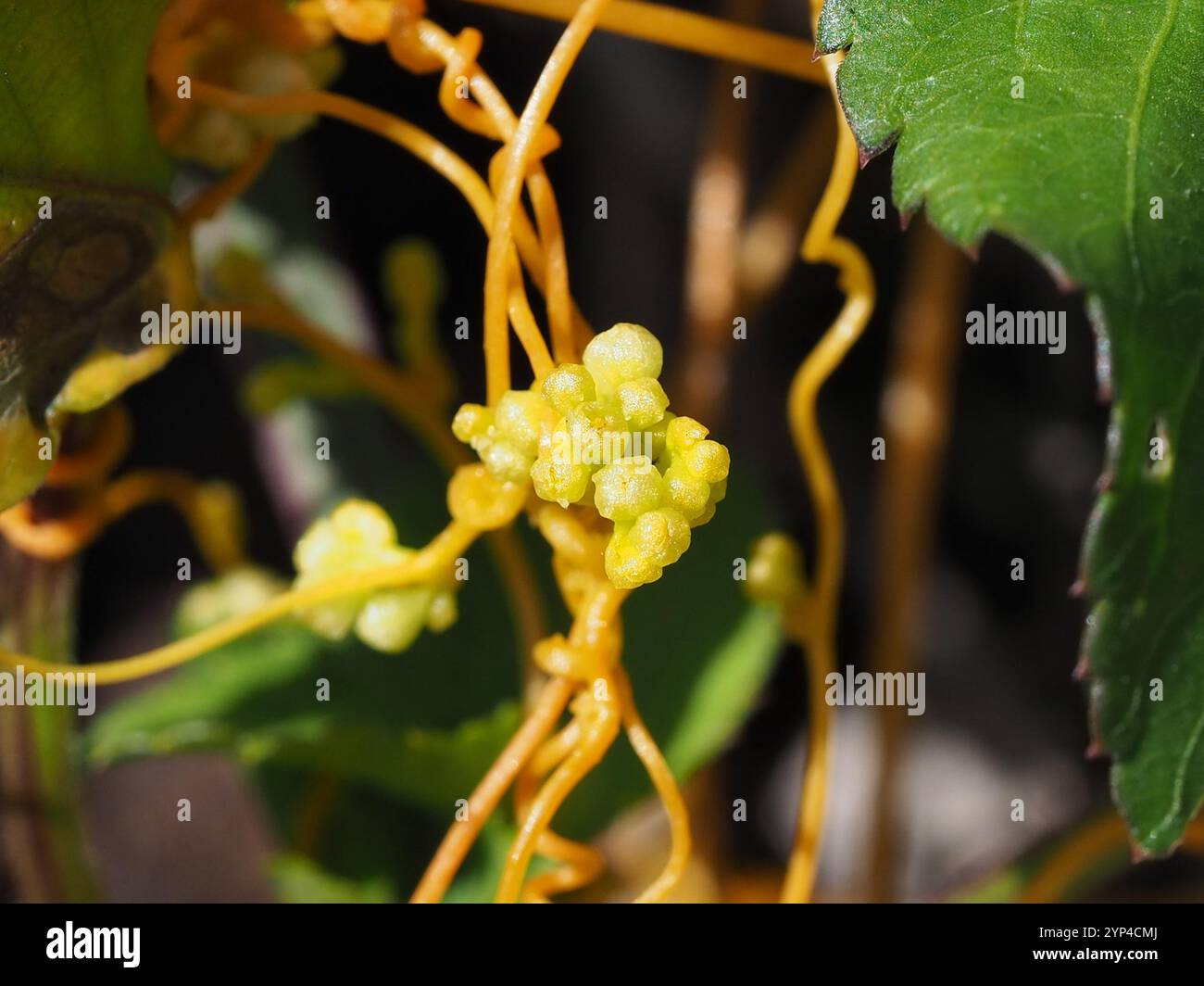 Field Dodder (Cuscuta campestris Stock Photo - Alamy