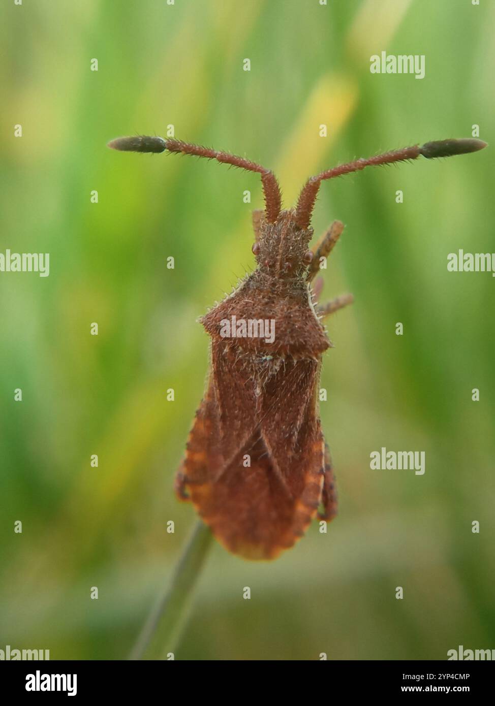 Denticulate Leatherbug (Coriomeris denticulatus Stock Photo - Alamy