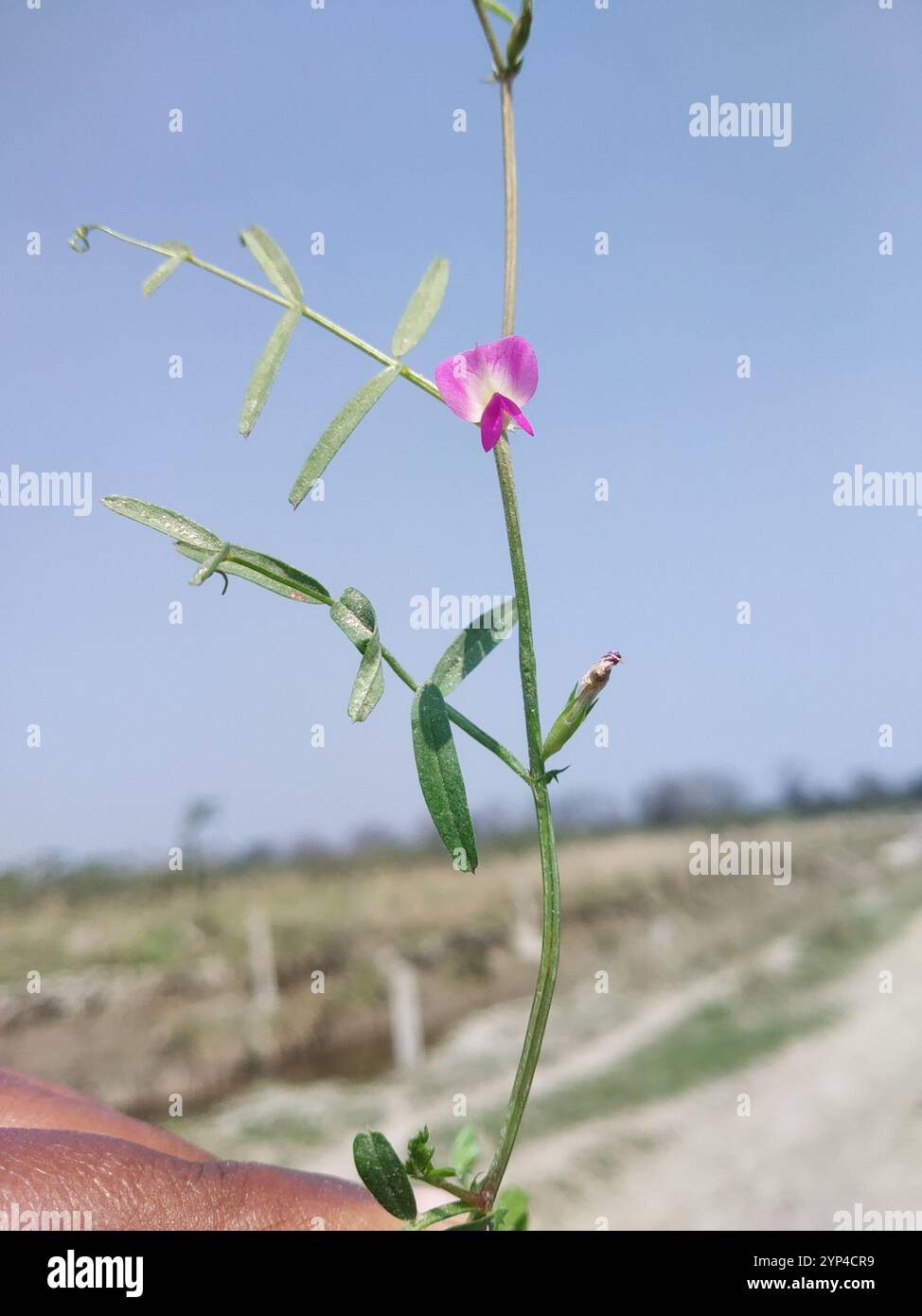 Common Vetch (Vicia sativa Stock Photo - Alamy