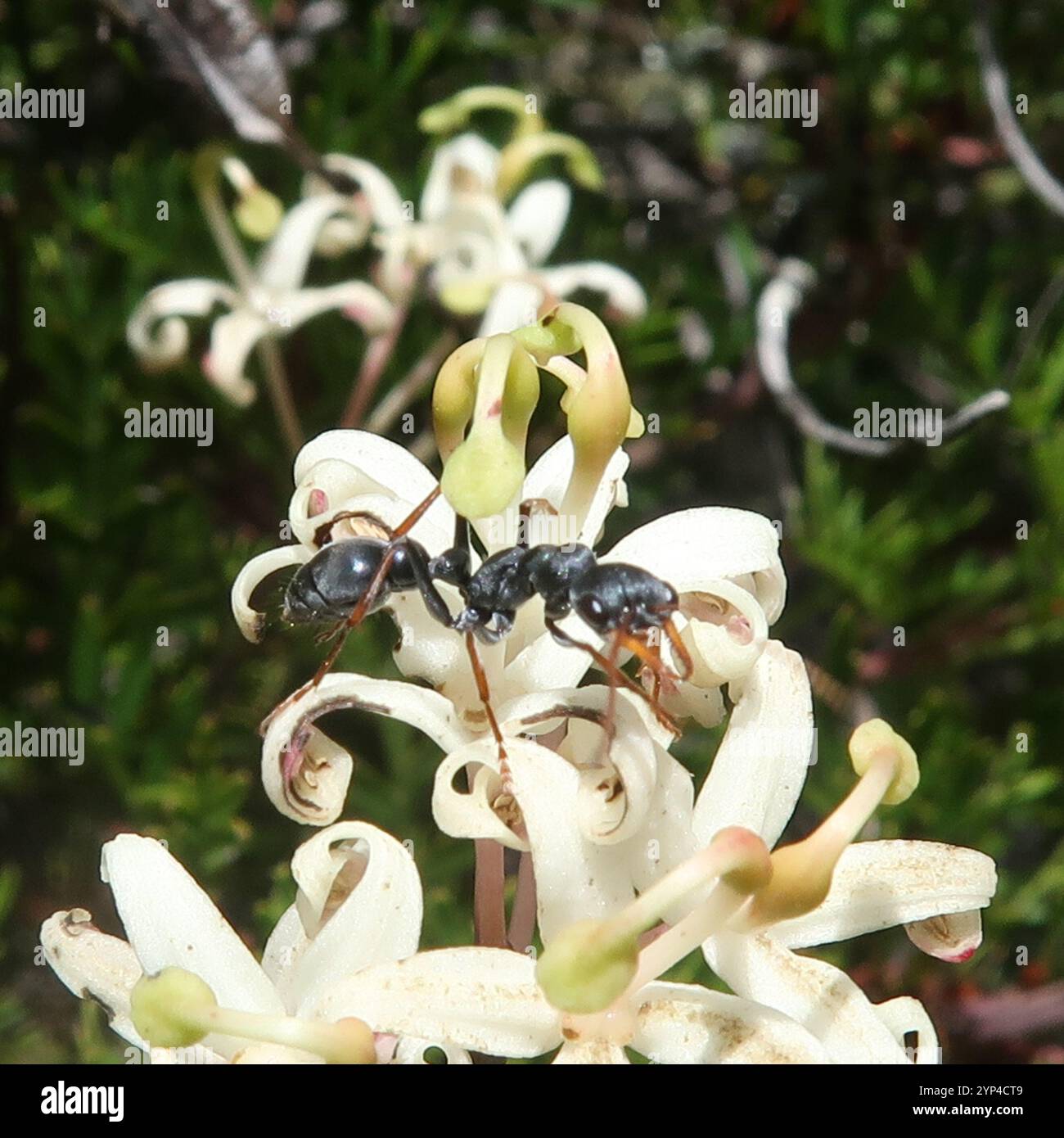 Jack jumper ant hi-res stock photography and images - Alamy