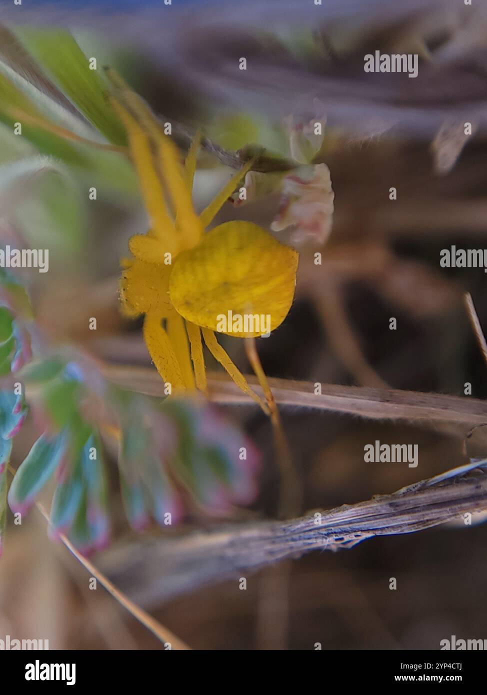 Crab Spiders (Thomisidae Stock Photo - Alamy