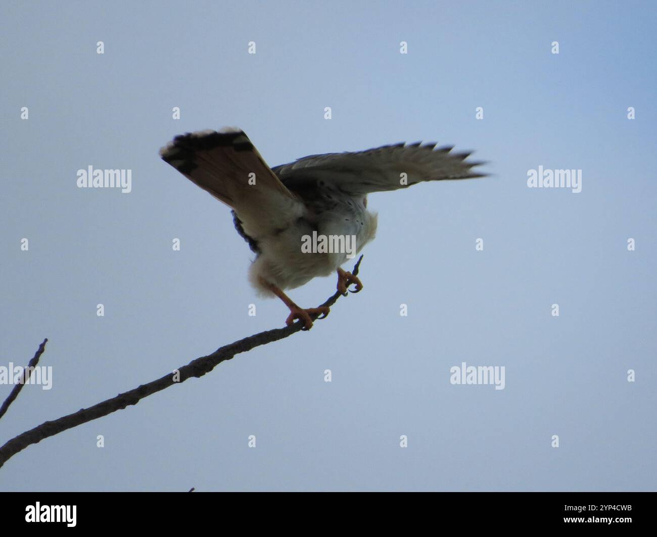 Hispaniolan Kestrel (Falco sparverius dominicensis Stock Photo - Alamy