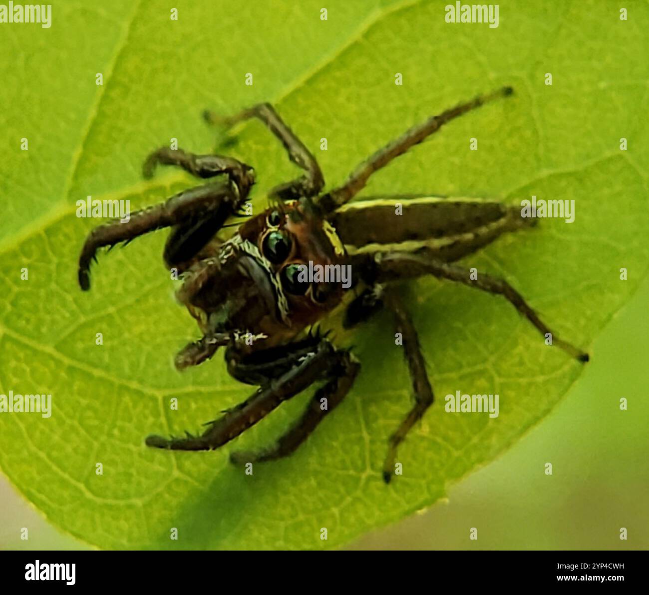 Sylvan Jumping Spider (Colonus sylvanus Stock Photo - Alamy