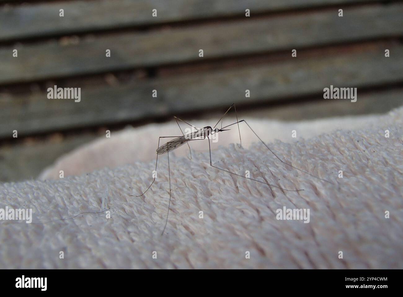 Crane Flies (Tipulomorpha Stock Photo - Alamy