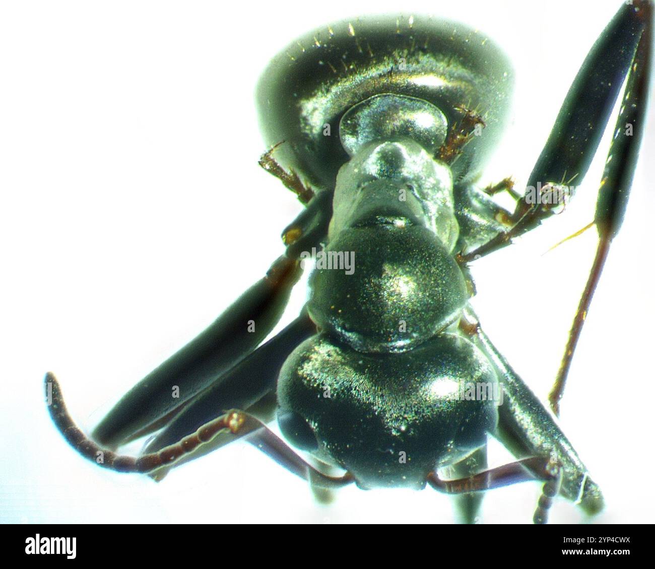 Silky Field Ant (Formica subsericea Stock Photo - Alamy