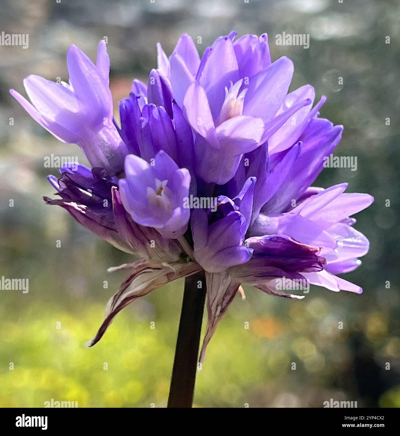 (Dipterostemon capitatus capitatus Stock Photo - Alamy