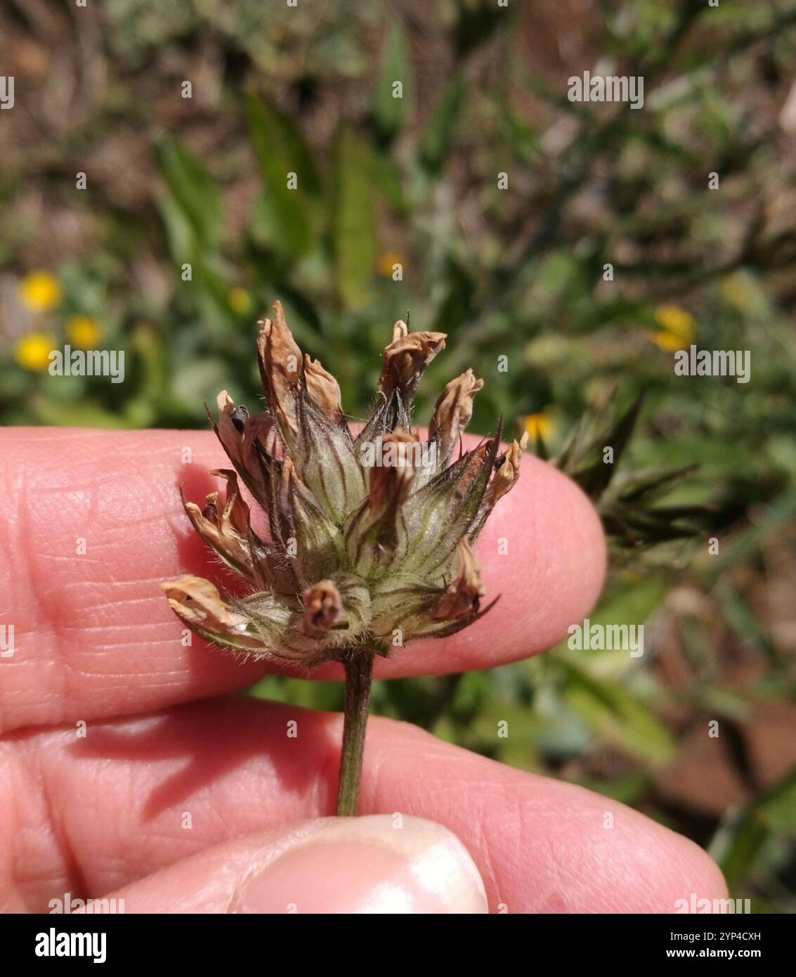 arabian pea (Bituminaria bituminosa Stock Photo - Alamy