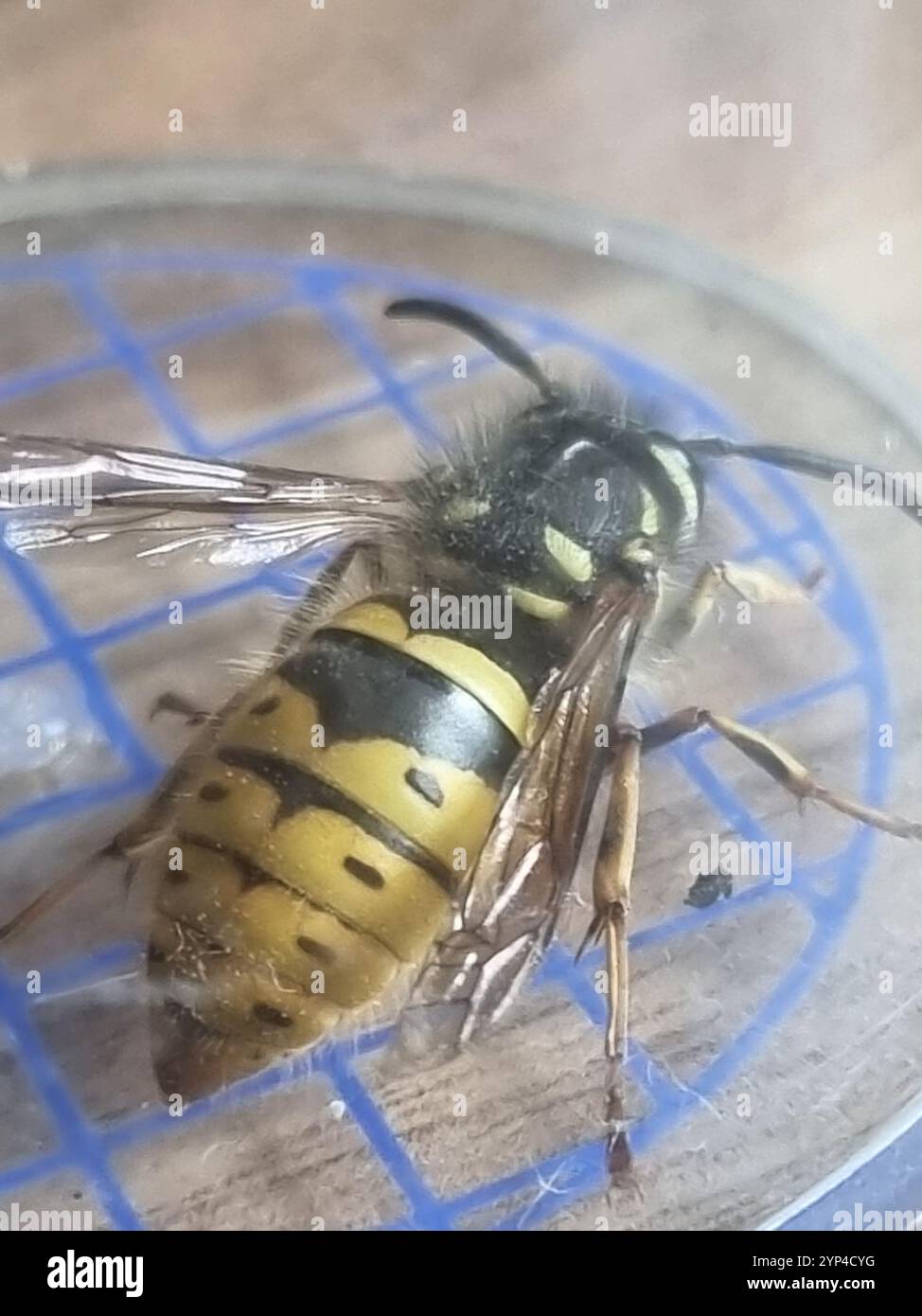 Common European Yellowjacket (Vespula vulgaris Stock Photo - Alamy