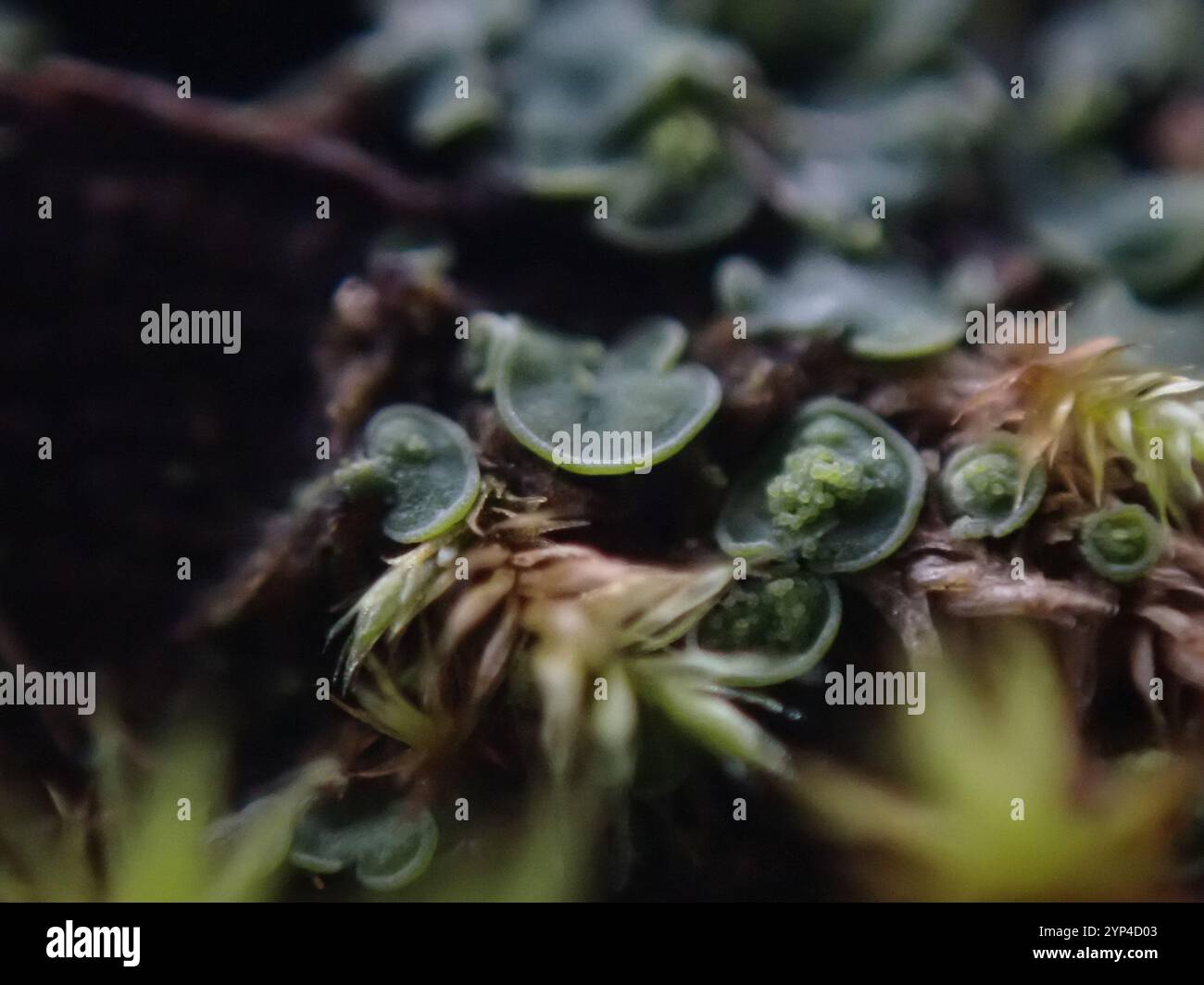 Elf Ears lichen (Normandina pulchella Stock Photo - Alamy