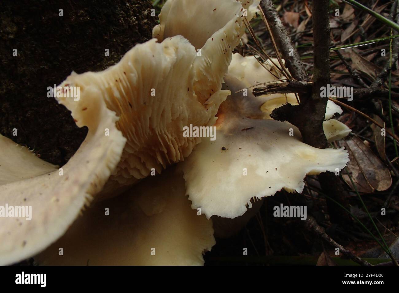 ghost fungus (Omphalotus nidiformis Stock Photo - Alamy