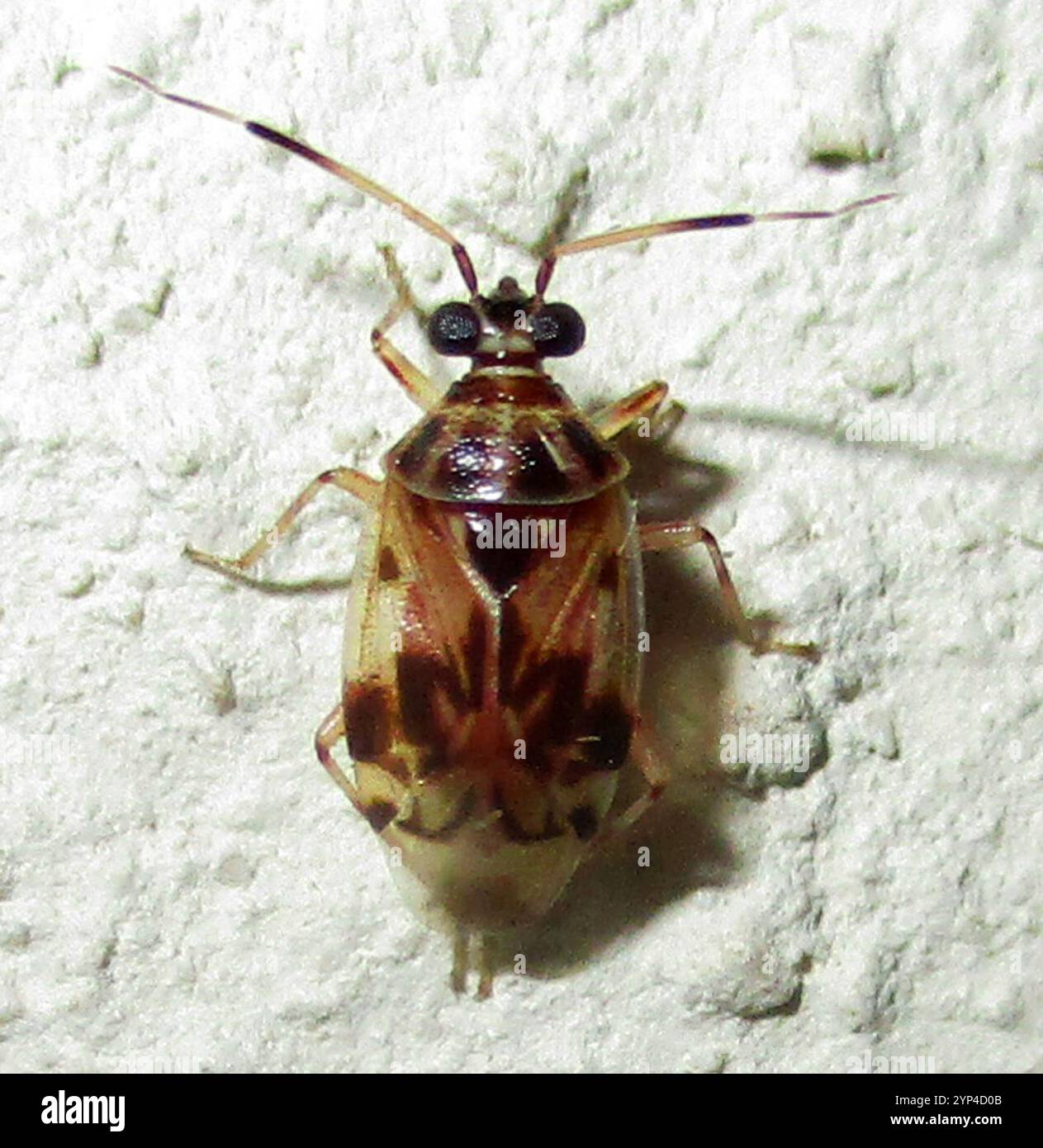 Plant Bugs (Miridae Stock Photo - Alamy
