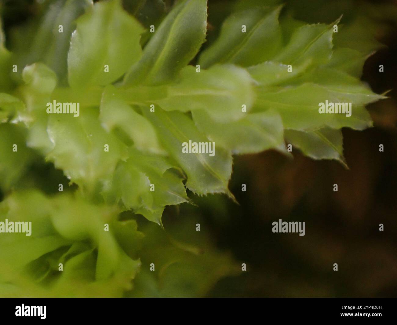 magnificent leafy moss (Plagiomnium venustum Stock Photo - Alamy