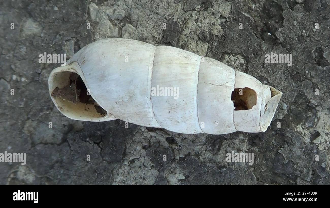Decollate Snail (Rumina decollata Stock Photo - Alamy