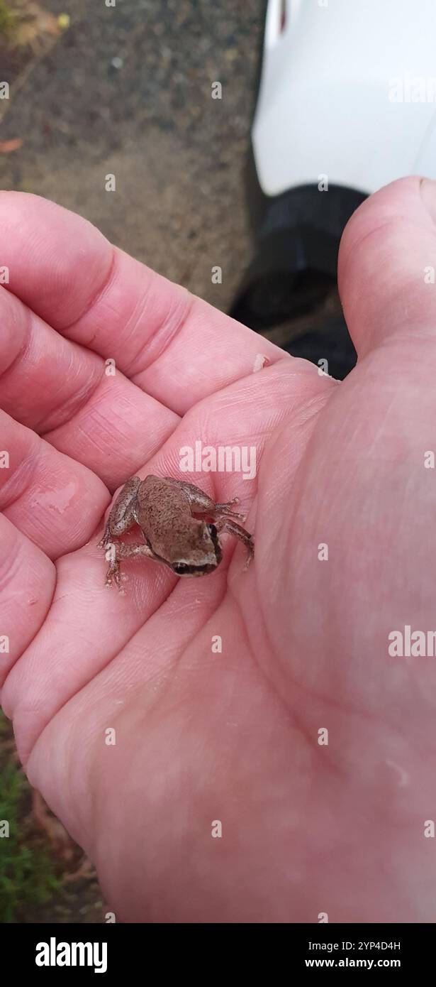 Desert Tree Frog (Litoria rubella Stock Photo - Alamy