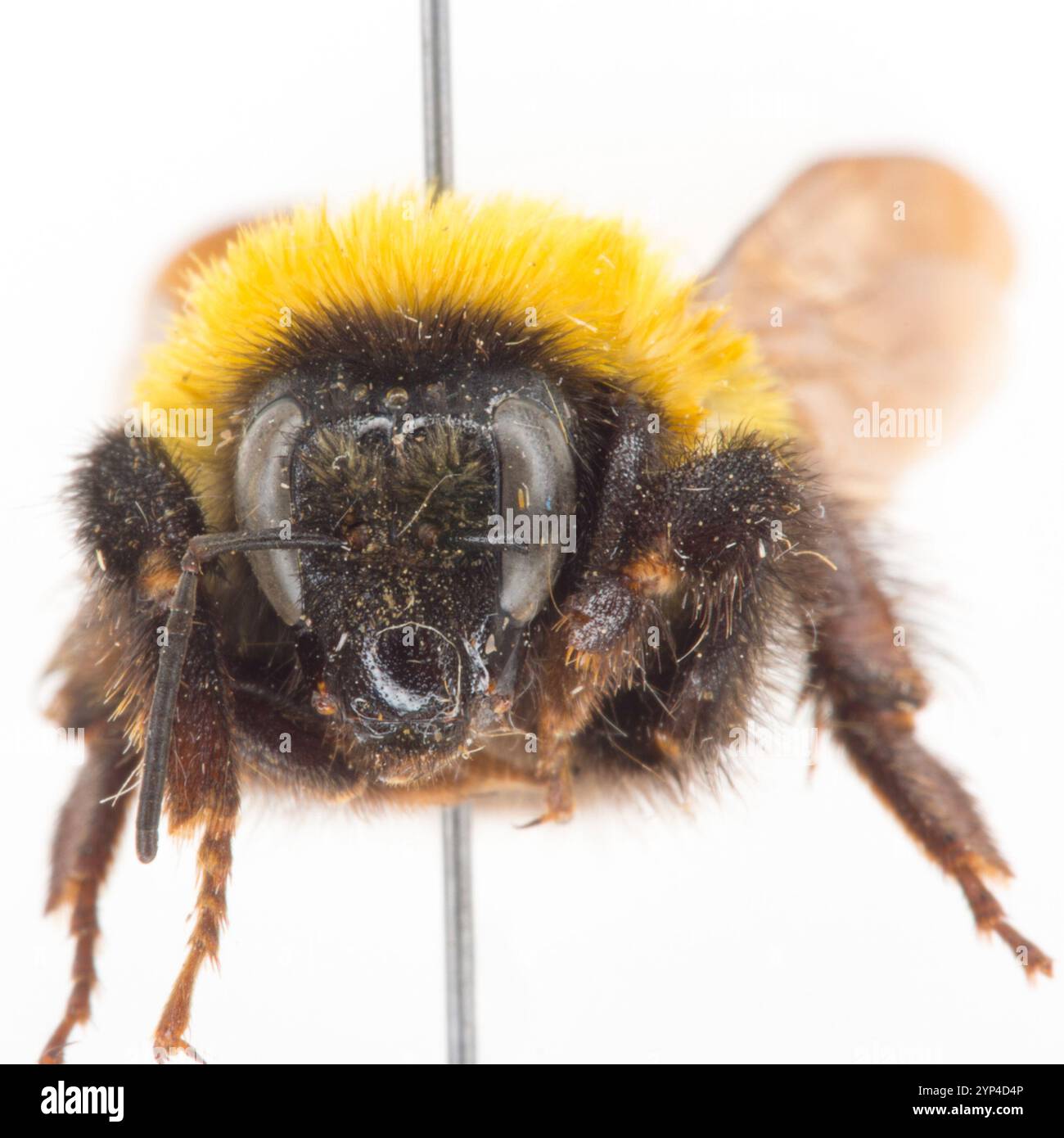 Golden Northern Bumble Bee (Bombus fervidus Stock Photo - Alamy