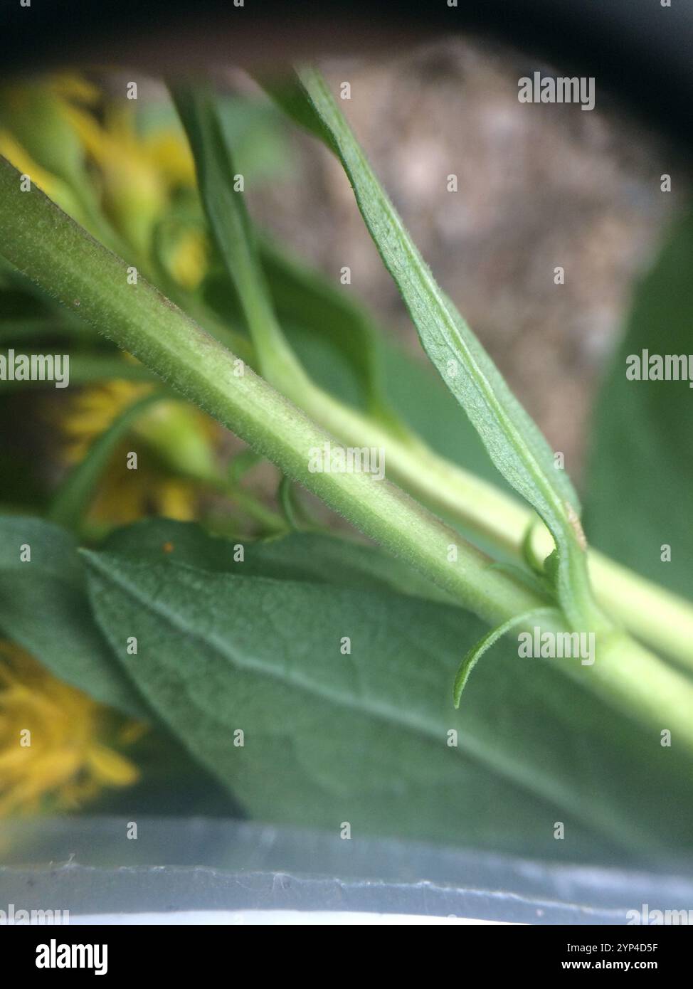 Downy Goldenrod (Solidago puberula Stock Photo - Alamy