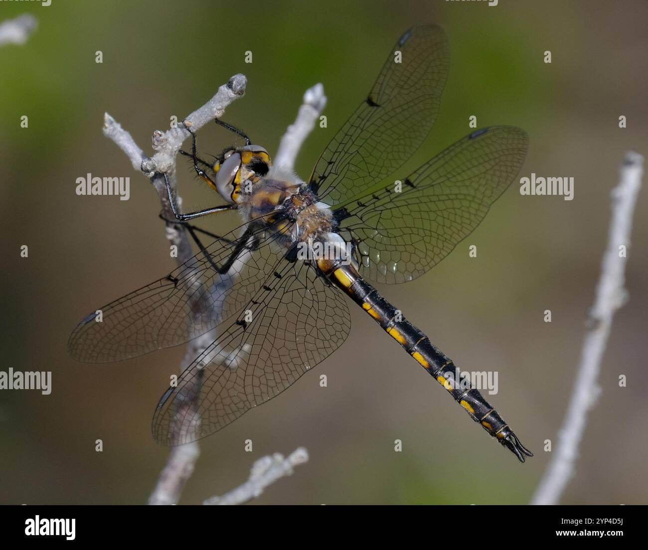 Dot-winged Baskettail (Epitheca petechialis Stock Photo - Alamy