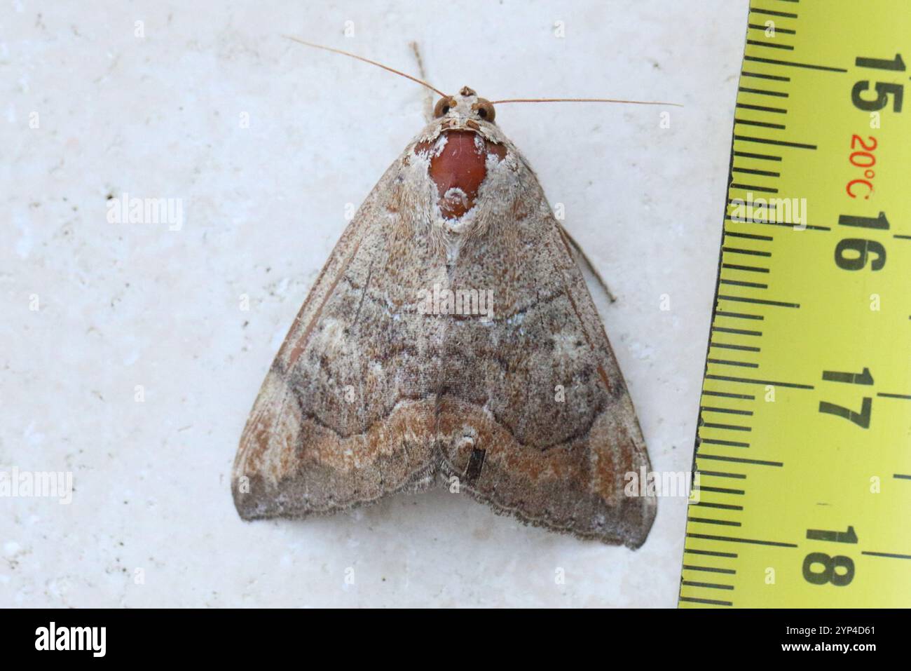 Castor Semi-looper (Achaea janata Stock Photo - Alamy