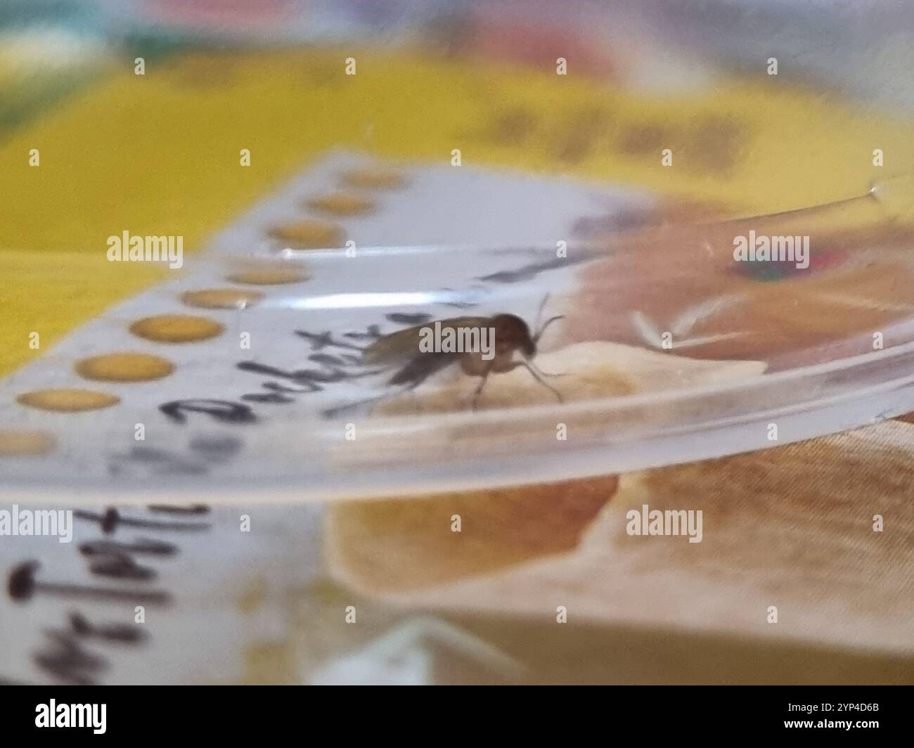 Fungus Gnats and Gall Midges (Sciaroidea Stock Photo - Alamy