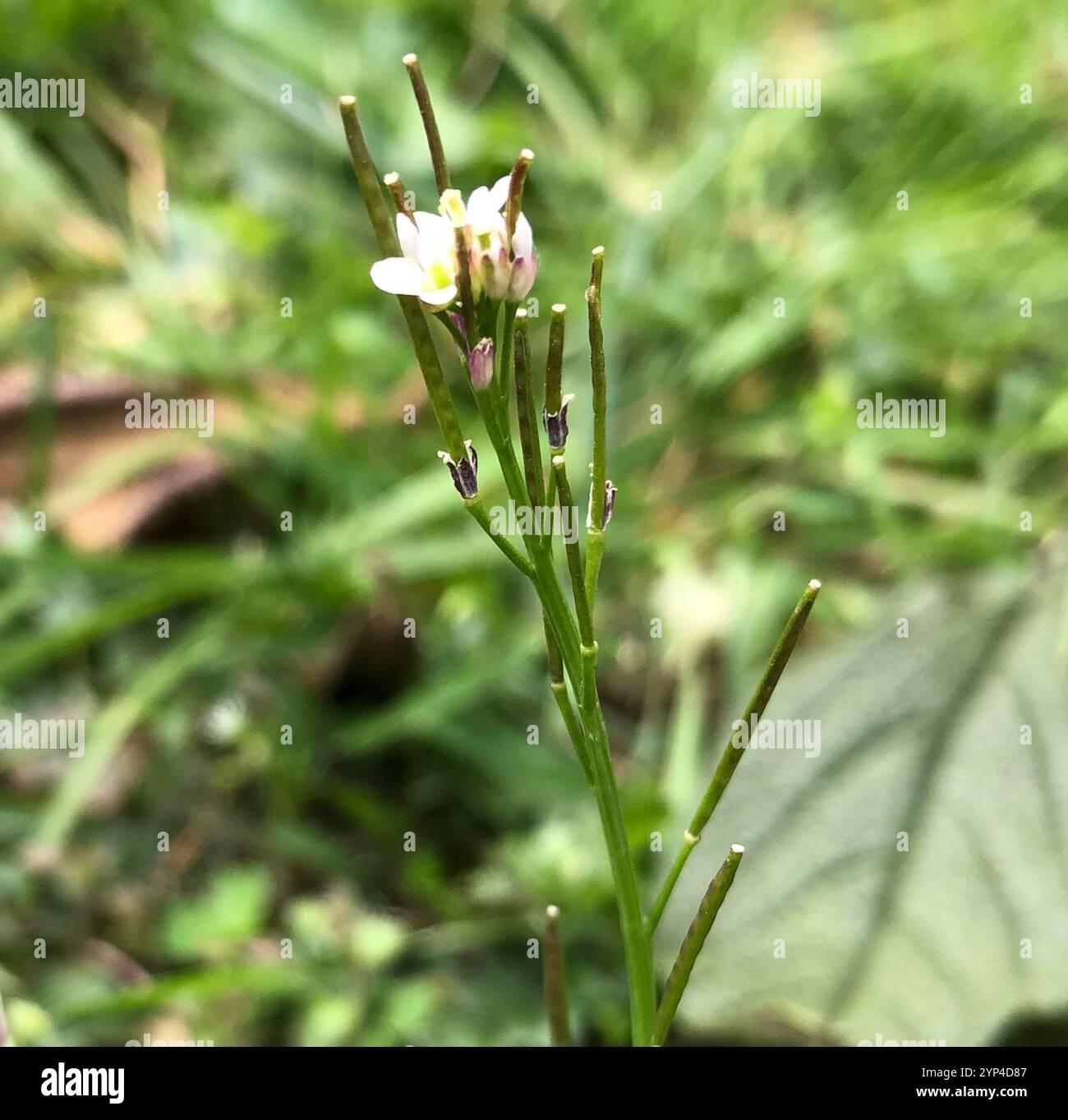 hairy bittercress (Cardamine hirsuta Stock Photo - Alamy