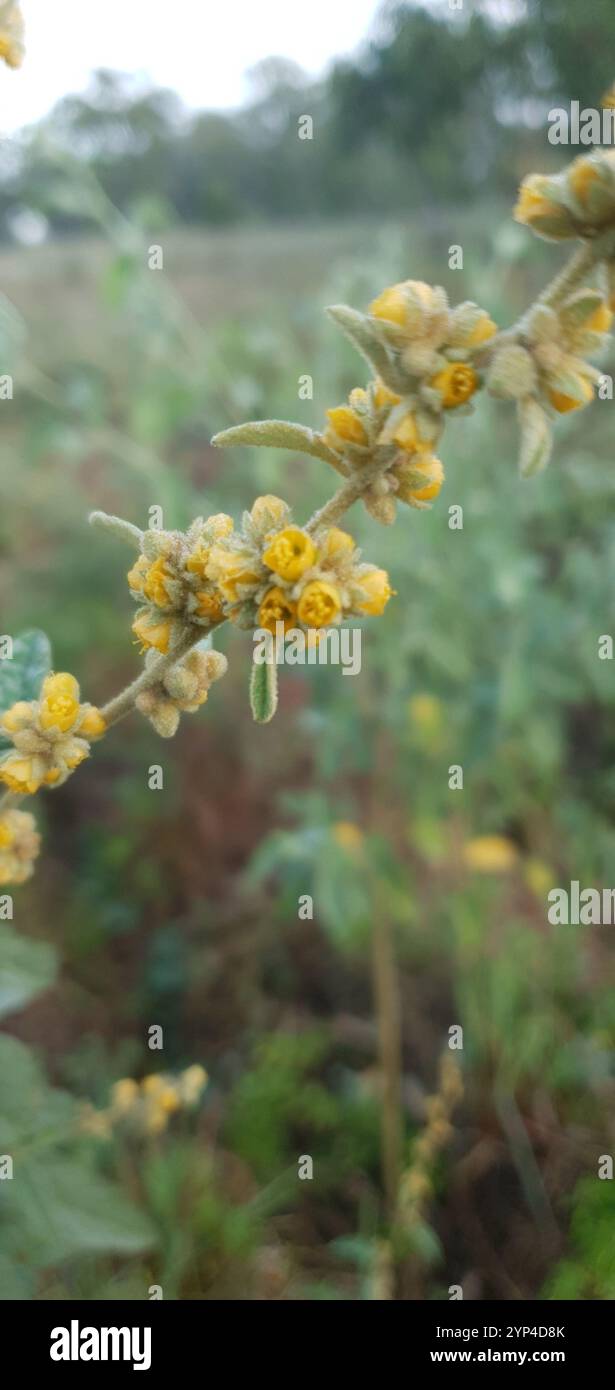 Spiked Sida (Sida hackettiana Stock Photo - Alamy