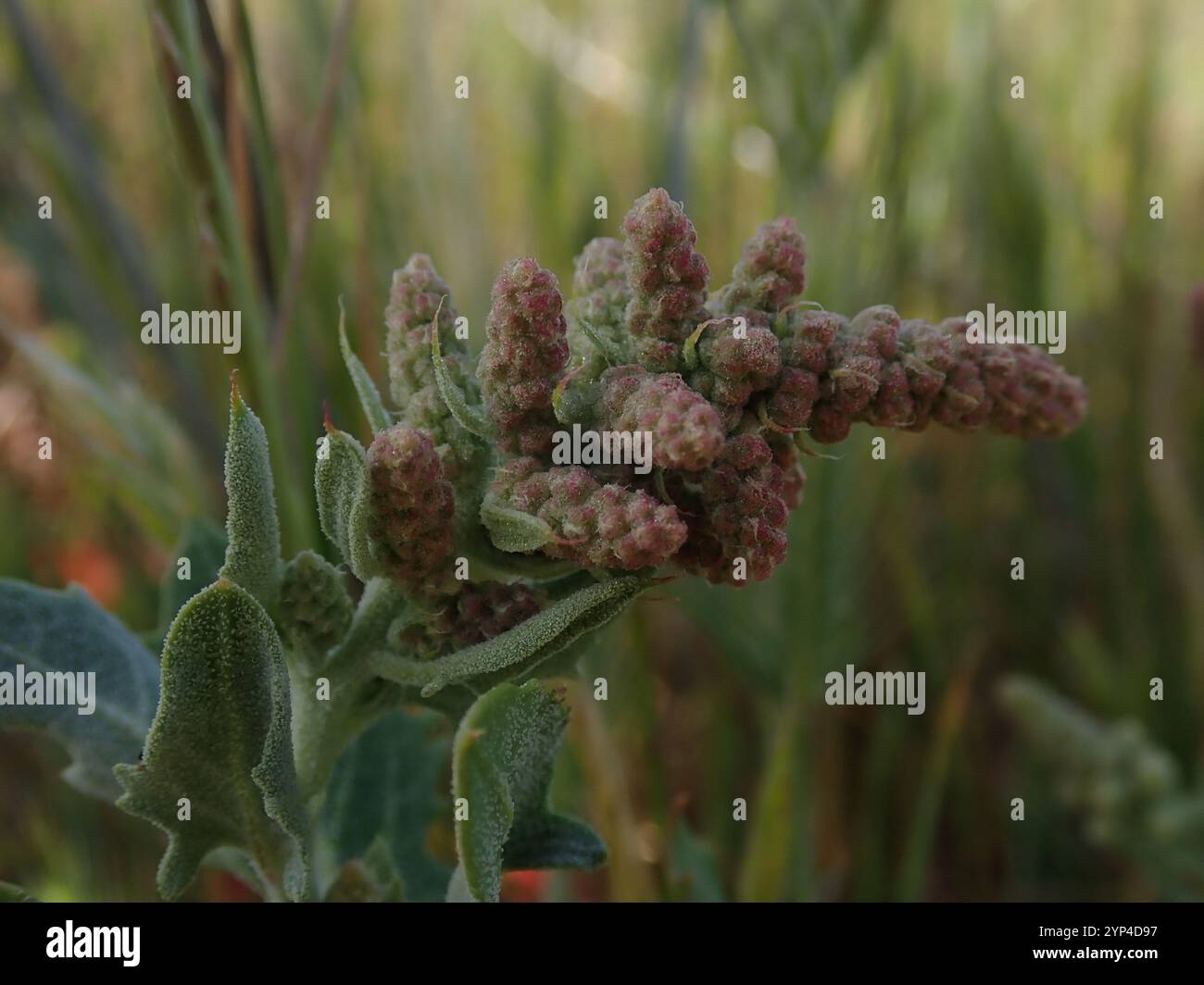 San Joaquin spearscale (Extriplex joaquinana Stock Photo - Alamy