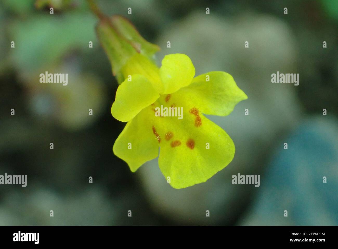 seep monkeyflowers (Simiolus Stock Photo - Alamy