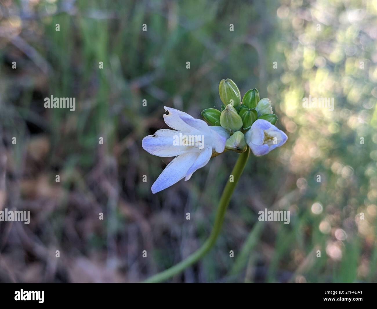Blue Dicks (Dipterostemon capitatus Stock Photo - Alamy