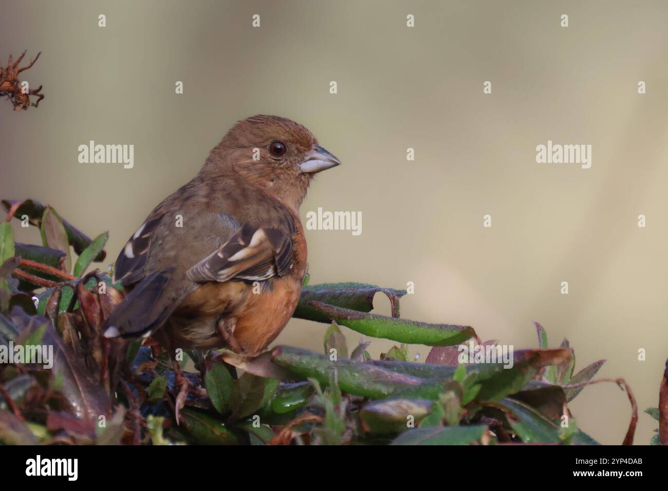 Eastern Towhee (Pipilo erythrophthalmus Stock Photo - Alamy