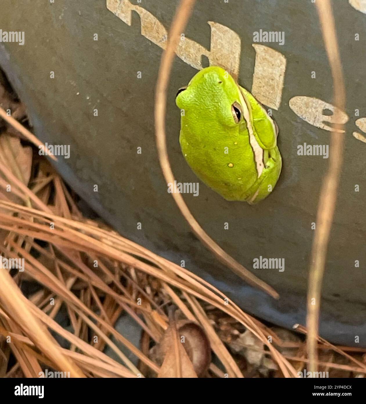 Green Treefrog (Hyla cinerea Stock Photo - Alamy