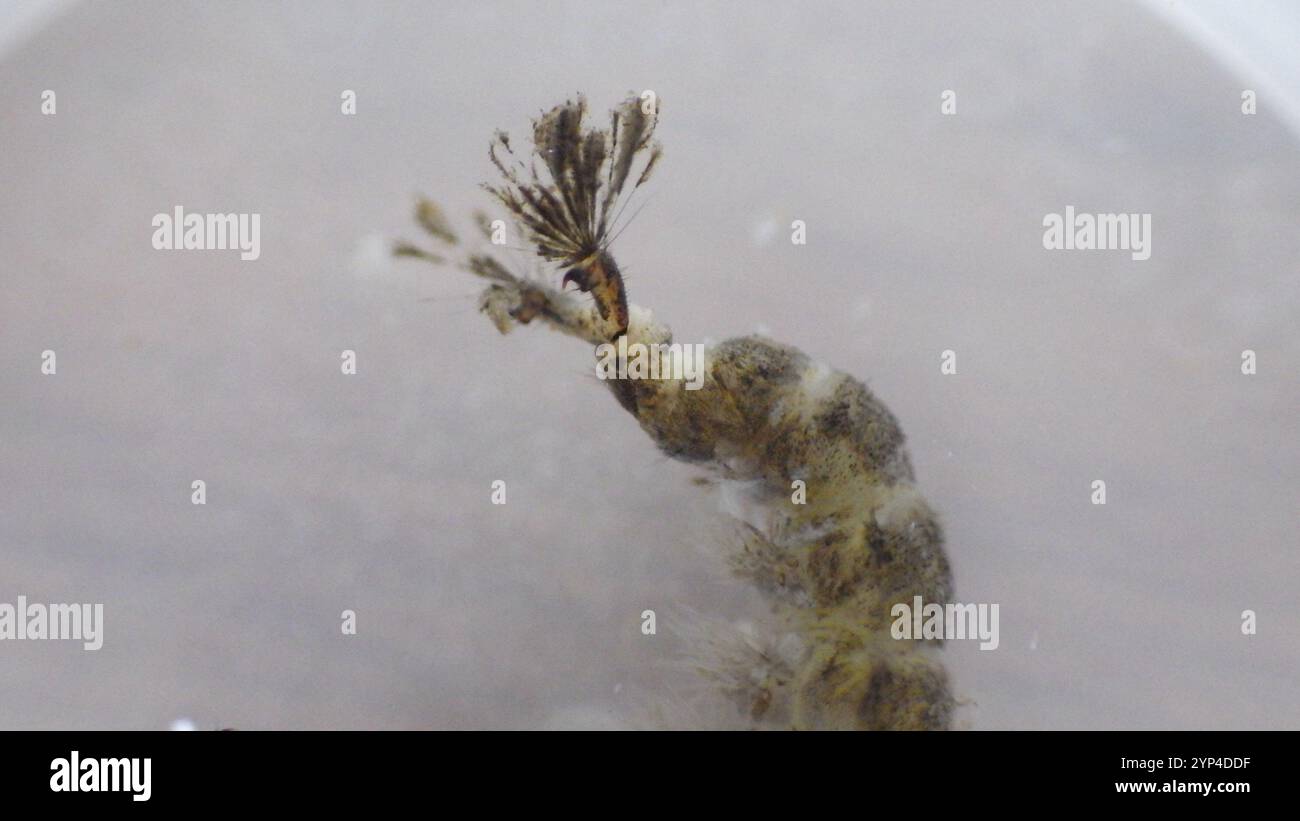 Net-spinning Caddisflies (Hydropsychidae Stock Photo - Alamy